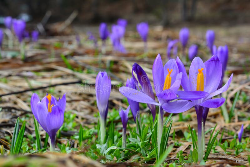 Spring Crocus flowers stock photo. Image of beauty, leaf - 69030468