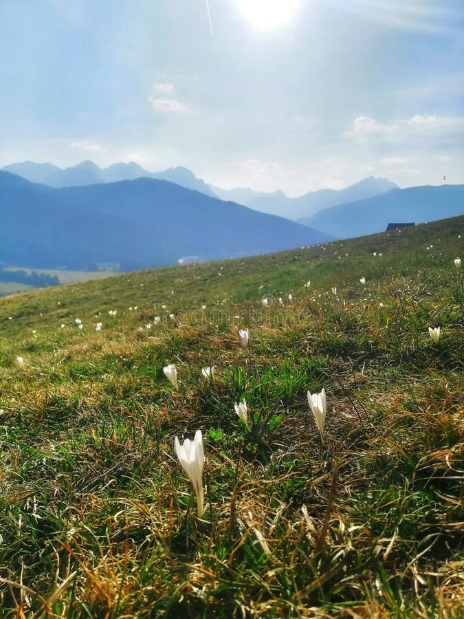 Spring Crocus Flowers on a Mountain Meadow. Stock Photo - Image of ...