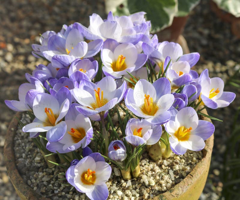 Spring Crocus Flowers in Pot Stock Photo - Image of pink, crocus: 174599190