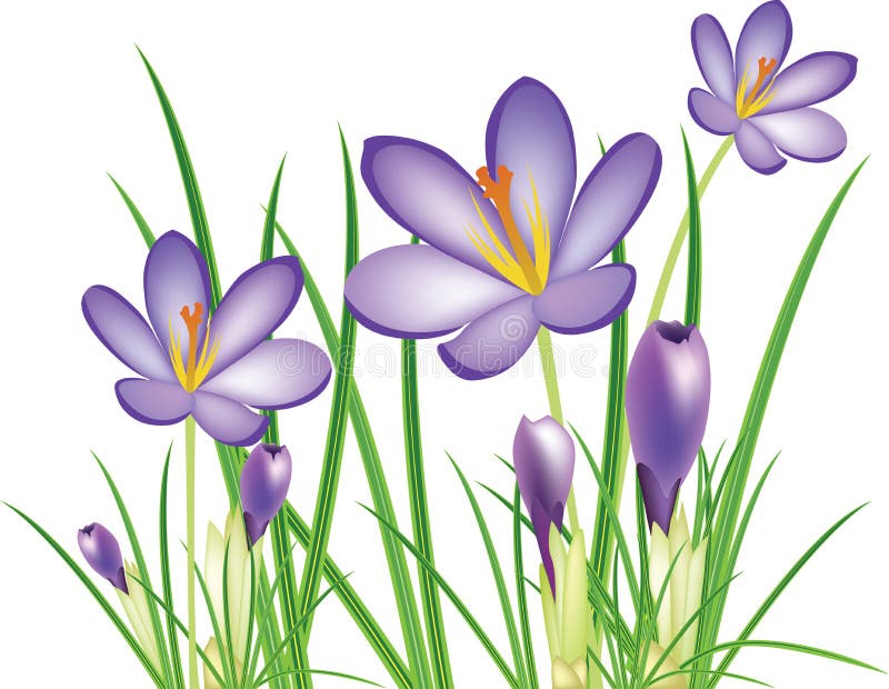 Spring Crocus Flowers, Purple Saffron Stock Vector - Illustration of ...