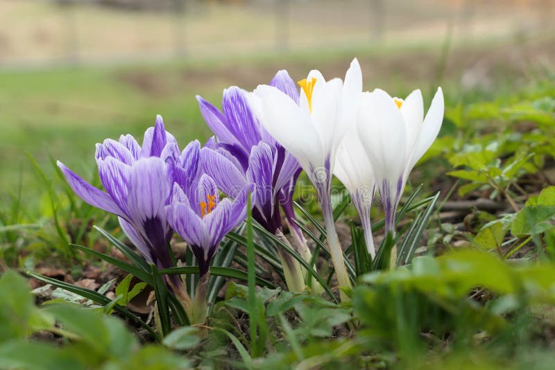 Crocus flowers stock image. Image of multicolored, springtime - 18836055