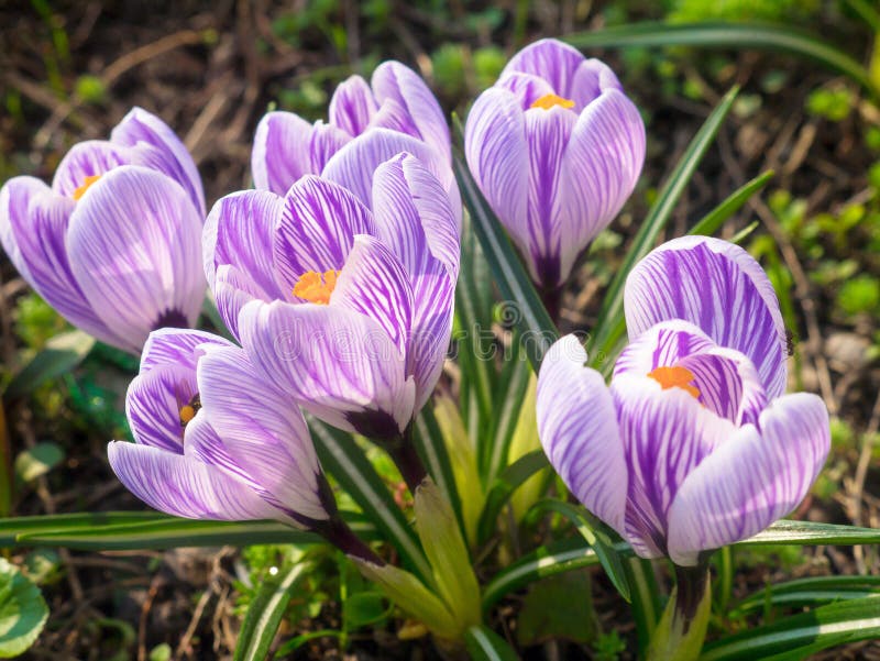 Spring crocus flowers stock image. Image of climate, colorful - 94967395