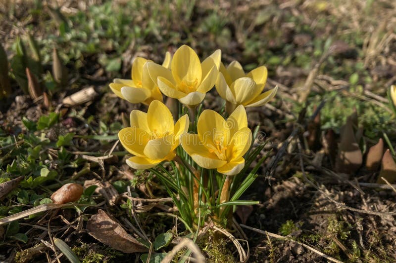 Spring Crocus in the Garden at Spring Stock Photo - Image of early ...