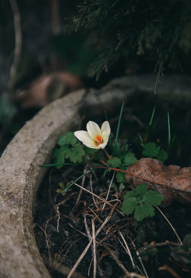 Spring Crocus in the Garden Stock Photo - Image of leaf, branch: 273358366