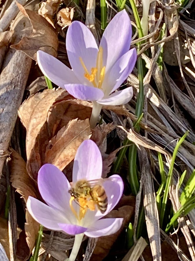Spring Crocus with Honey Bee Stock Photo - Image of pollen, purple ...