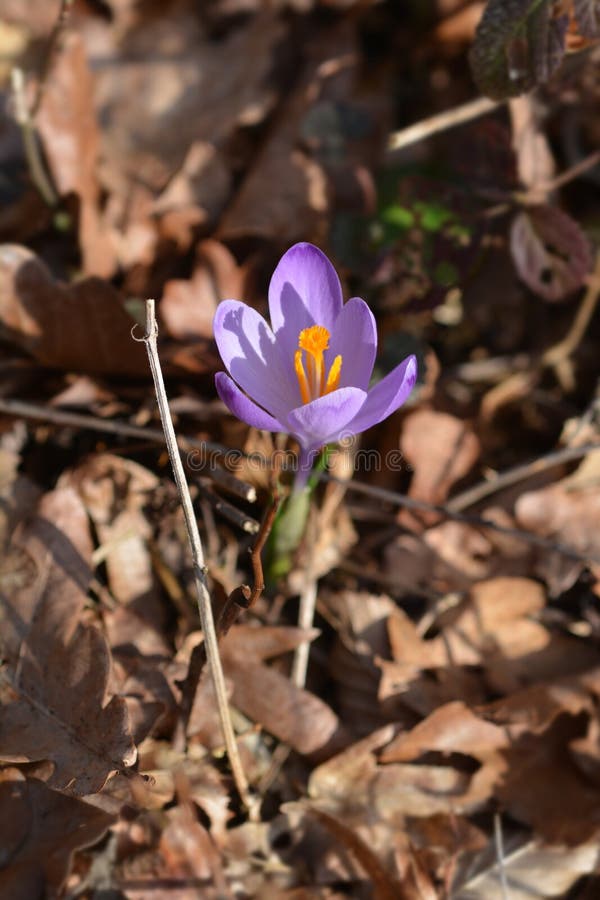 Spring Crocus stock photo. Image of leaf, flower, botany - 141675018