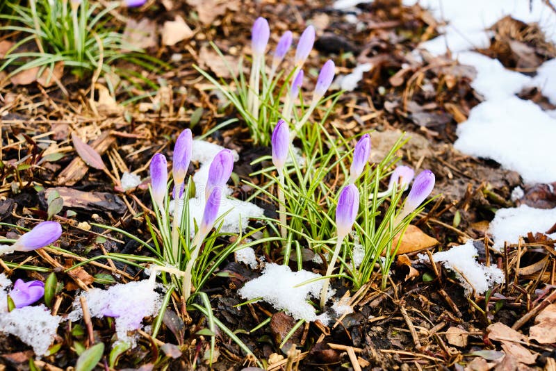 Spring Crocus with Melting Snow Stock Image - Image of macro, white ...