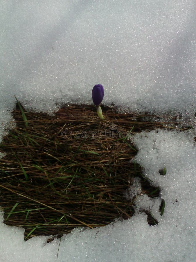 Spring Crocus in Melting Snow Stock Image - Image of isolated, nature ...