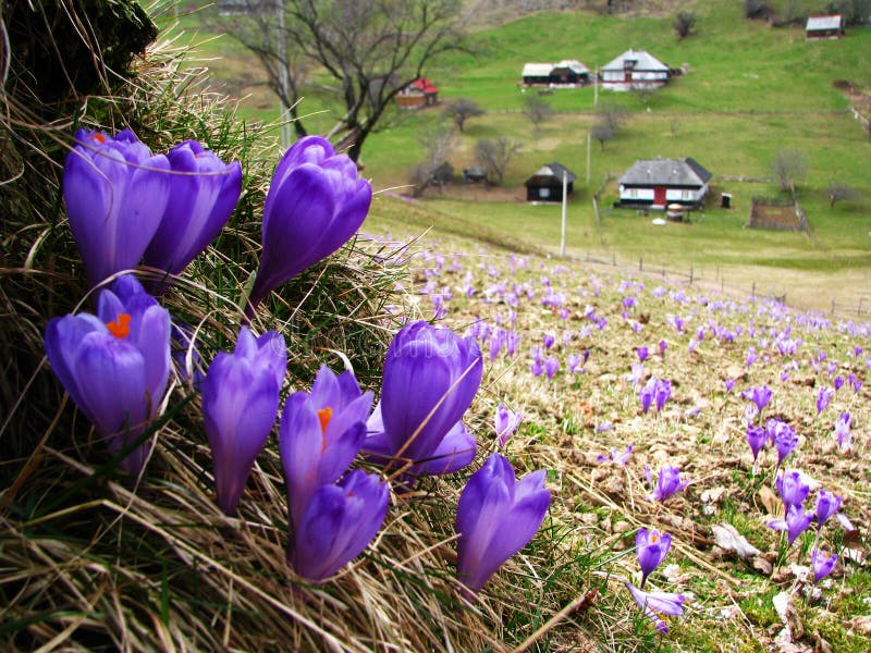 Spring Crocus in Mountain Village Stock Image - Image of purple ...