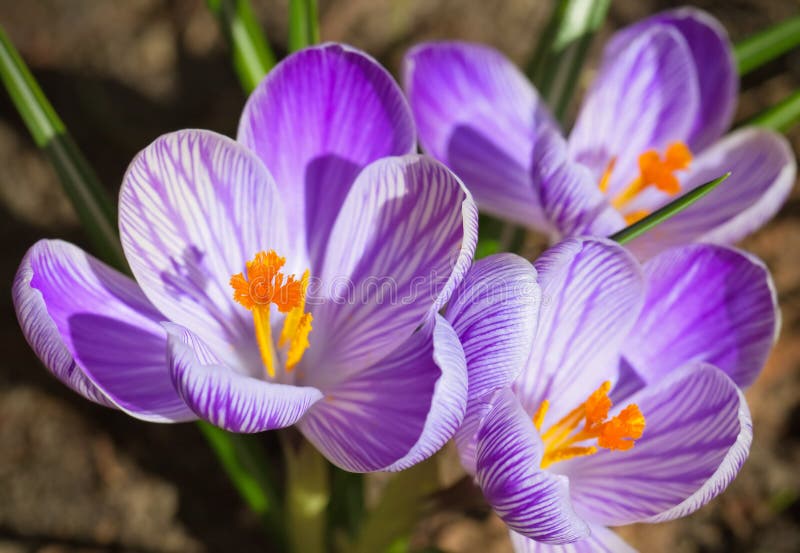 Spring crocus stock photo. Image of botanic, flower, natural - 30341072
