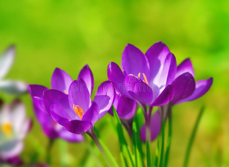Spring crocus stock photo. Image of plant, botanic, natural - 34192576