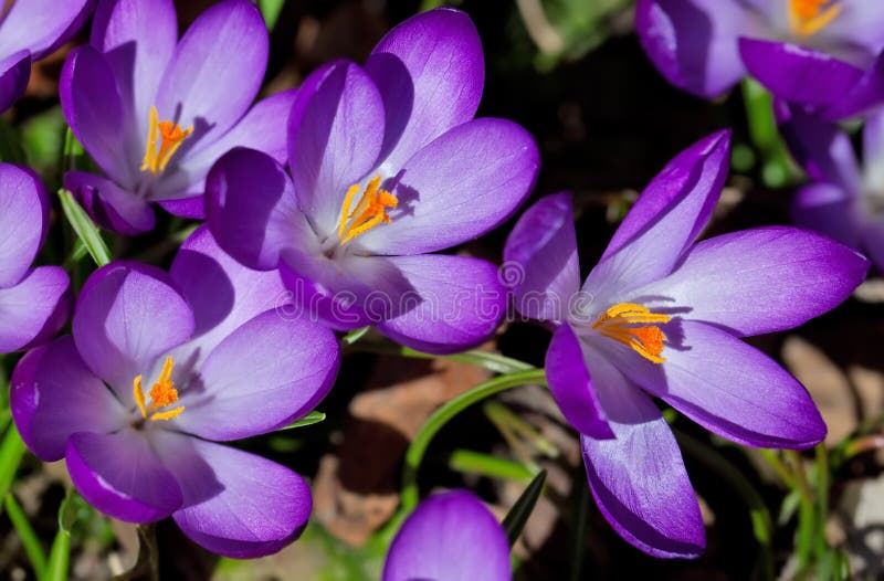 Spring crocus stock photo. Image of crocus, springtime - 34760814