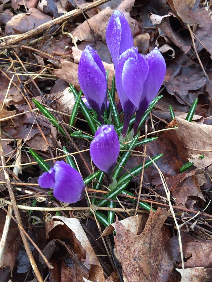 Spring Crocus editorial photography. Image of background - 67299762