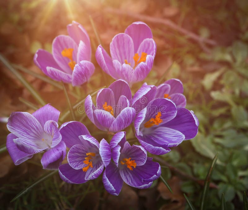 Spring Crocus stock photo. Image of spring, season, purple - 40599508