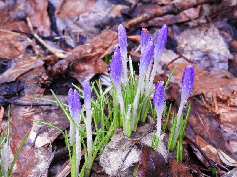Spring Crocus Pushing through Wet Winter Leaves Stock Image - Image of ...