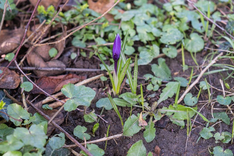 Spring Crocus Sprouts from the Ground Stock Image - Image of creative ...