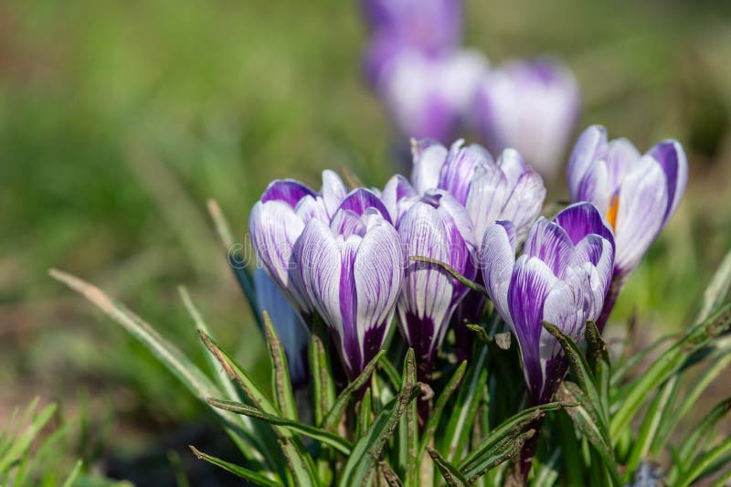 Spring Crocus (crocus Vernus) Flowers Stock Image - Image of petal ...