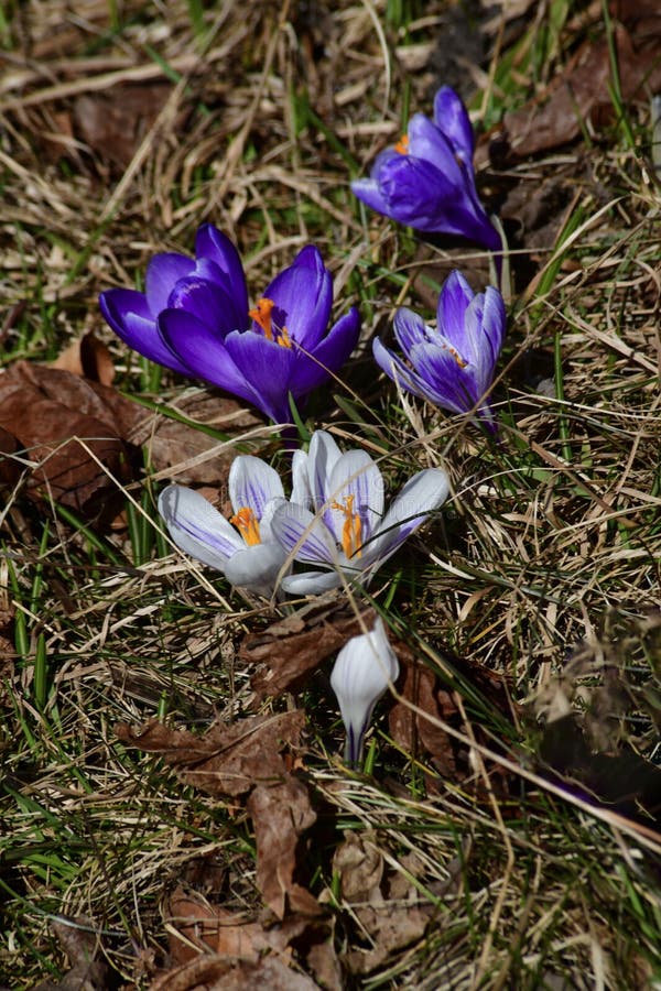 Spring Crocus stock image. Image of wildflower, floral - 370301091