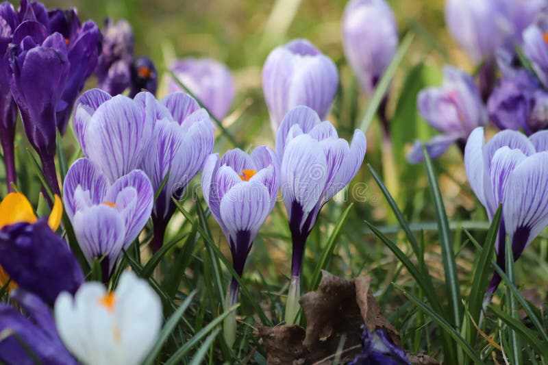 Spring Crocus, Violet Giant Dutch, Crocus Vernus. Stock Image - Image ...