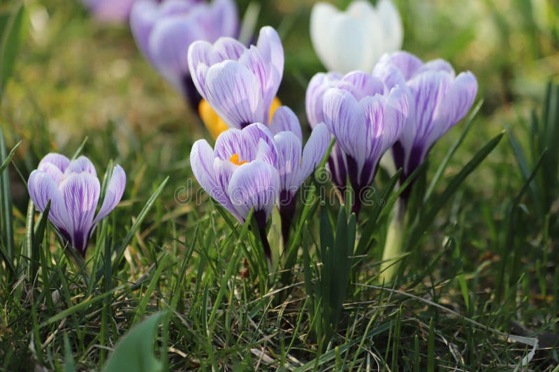 Spring Crocus, Violet Giant Dutch, Crocus Vernus. Stock Image - Image ...