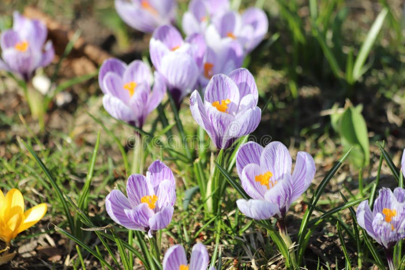 Spring Crocus, Violet Giant Dutch, Crocus Vernus. Stock Photo - Image ...