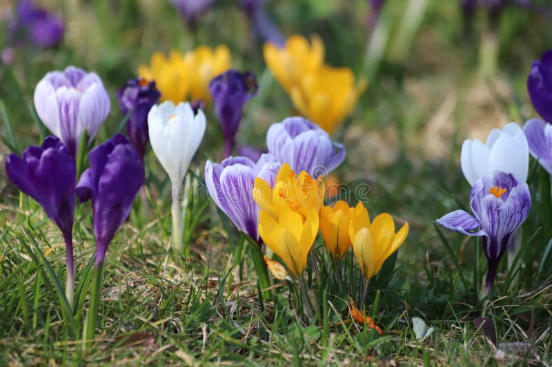 Spring Crocus, Violet Giant Dutch, Crocus Vernus. Stock Image - Image ...