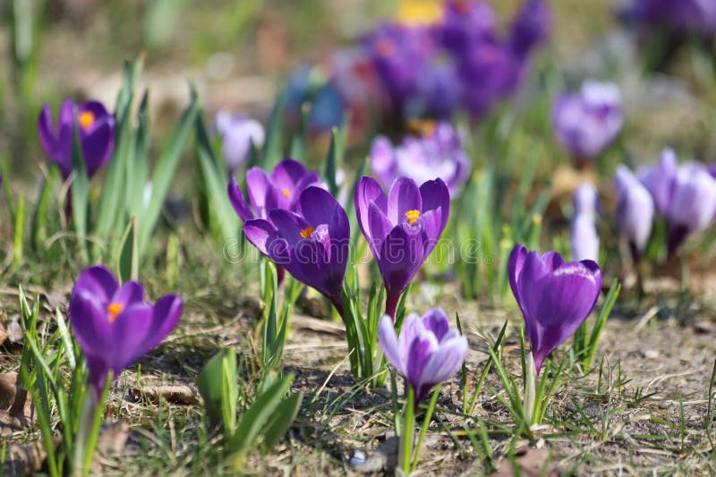 Spring Crocus, Violet Giant Dutch, Crocus Vernus. Stock Photo - Image ...