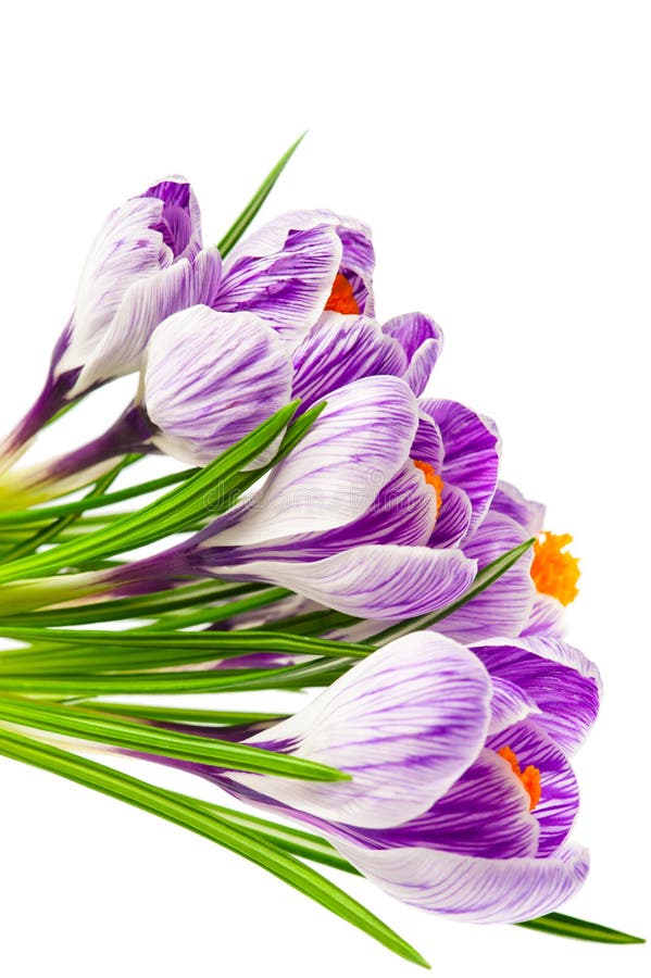 Crocus Spring Flowers stock photo. Image of elegant, design - 24125386