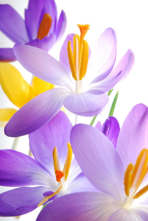 Pure crocus flower stock photo. Image of macro, background - 618