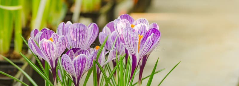 Spring Crocuses for Banner Design Stock Photo - Image of horisontal ...