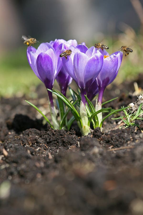 Spring crocuses with bees. stock image. Image of flying - 31352241