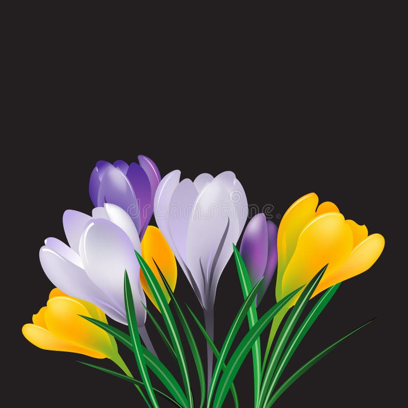 Spring crocuses stock vector. Illustration of blossom - 49848915