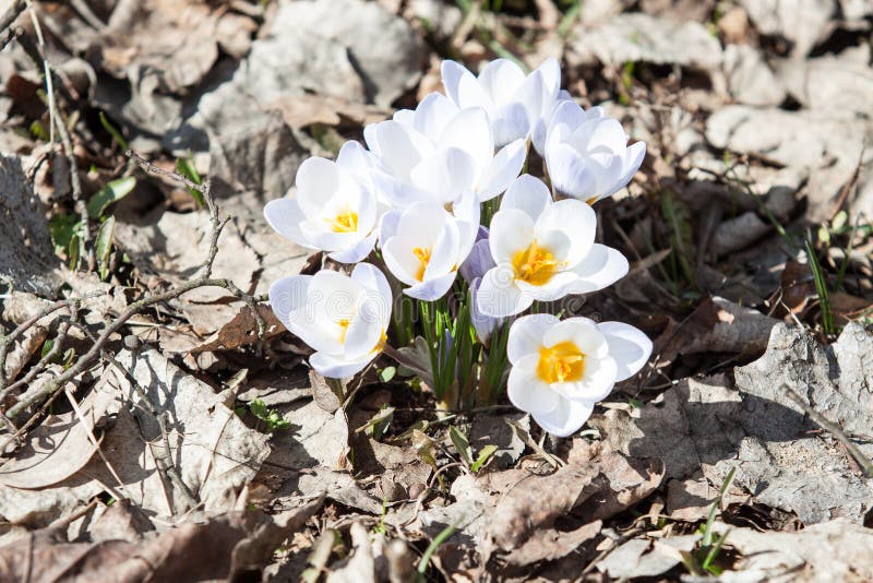 Spring crocuses in bloom stock photo. Image of flower - 33696702