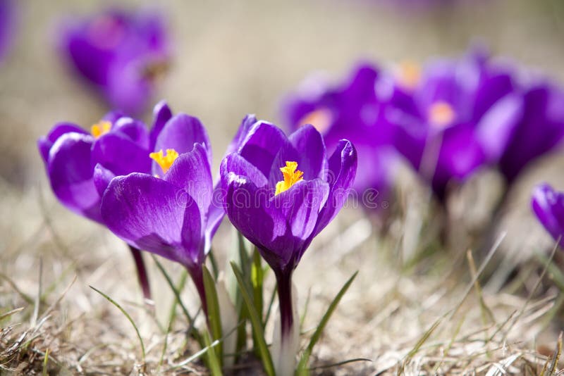 Spring crocuses in bloom stock image. Image of garden - 30301685