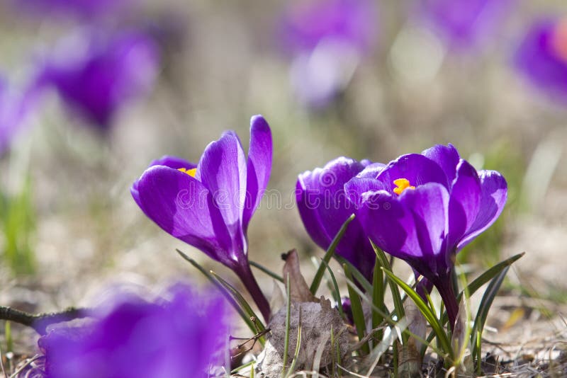Spring crocuses in bloom stock image. Image of petal - 30301747
