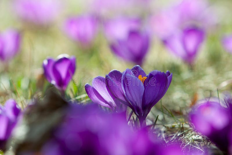 Spring Crocuses in Bloom - Spring Stock Photo - Image of petals ...