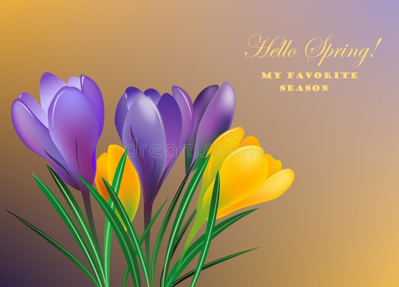 Spring crocuses stock vector. Illustration of natural - 49848679