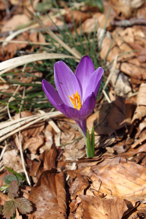Spring crocuses flowers stock photo. Image of beautiful - 102537408