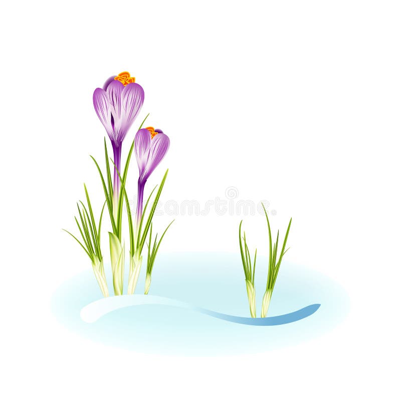 Spring Crocuses Growing through Snow Stock Vector - Illustration of ...