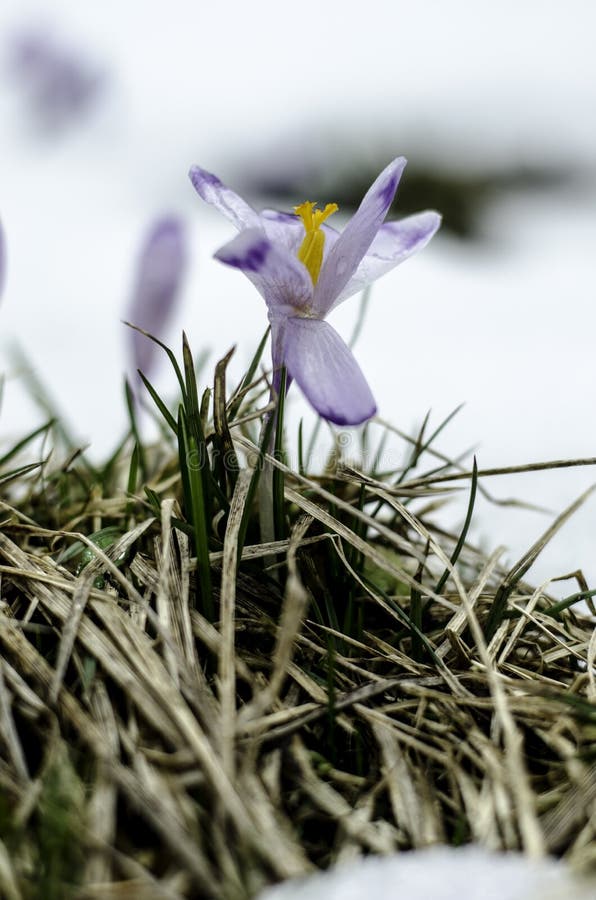 Spring Crocuses in Melting Snow Stock Photo - Image of blooming, crocus ...