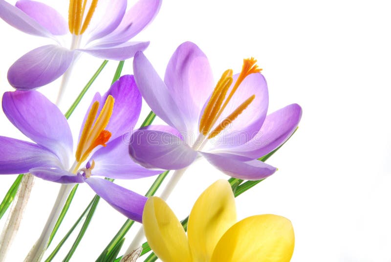 Spring Crocuses in Vibrant Colors Stock Image - Image of flower, light ...