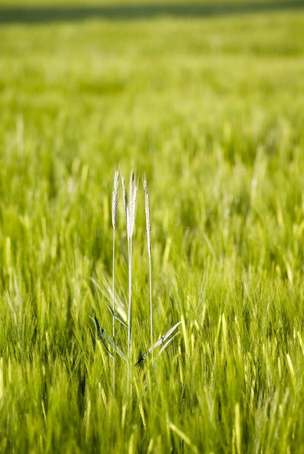 Spring Crops Picture. Image: 5361076