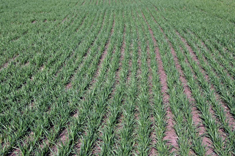 Spring Crops of Winter Wheat Stock Photo - Image of countryside, farm ...