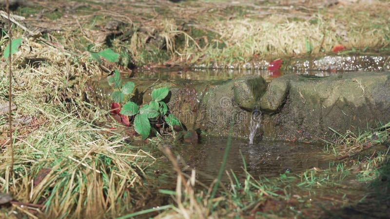 A Spring of Crystal Clear Mountain Water Bubbles Up from Under the ...