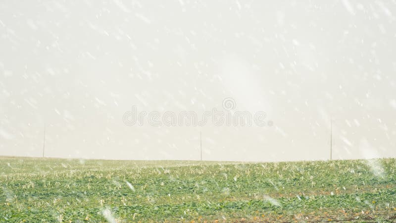Frozen Field Plants Under Falling Snow Stock Footage - Video of green ...