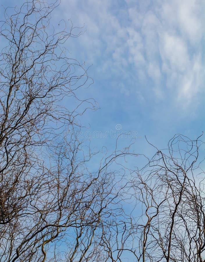Spring Curly Tree Branch on a Background of Blue Sky and Clouds. Stock ...