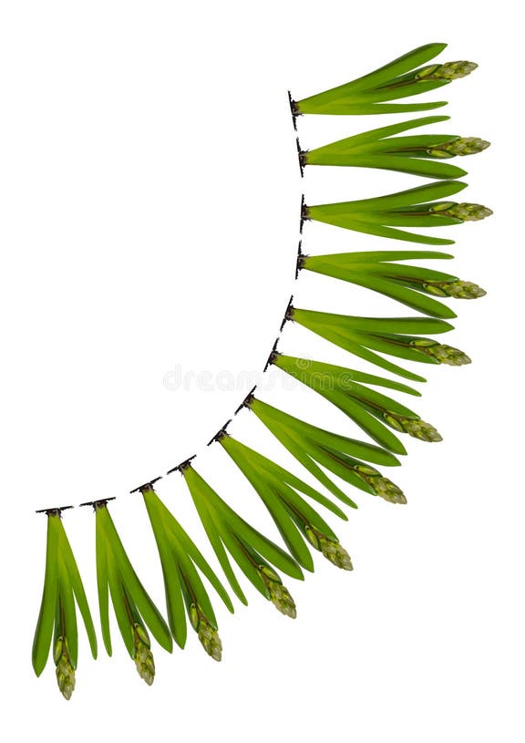 Spring. they Cursed from the Bulbs of Hyacinth Stock Vector ...