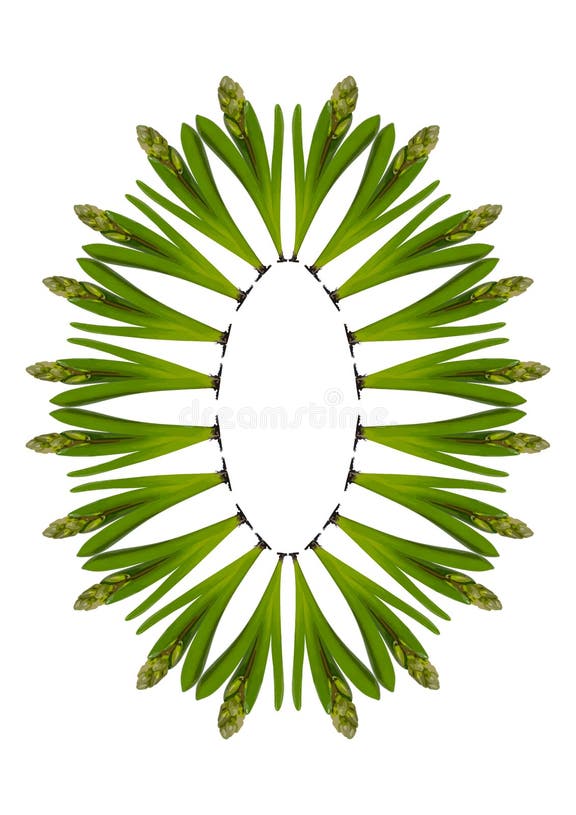 Spring. they Cursed from the Bulbs of Hyacinth Stock Vector ...