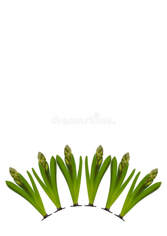 Spring. they Cursed from the Bulbs of Hyacinth. Frame on a Vertical ...