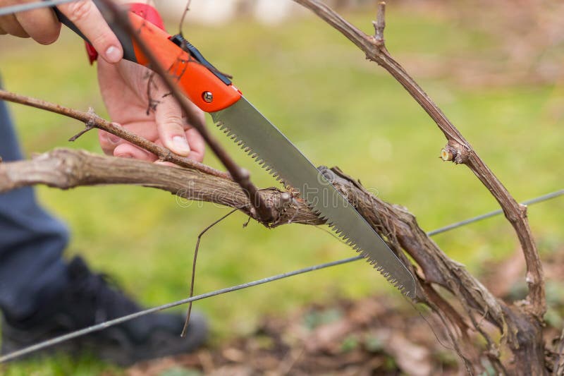 Spring Cutting Trees and Grapes, Gardener Pruning a Tree Concept. Stock ...